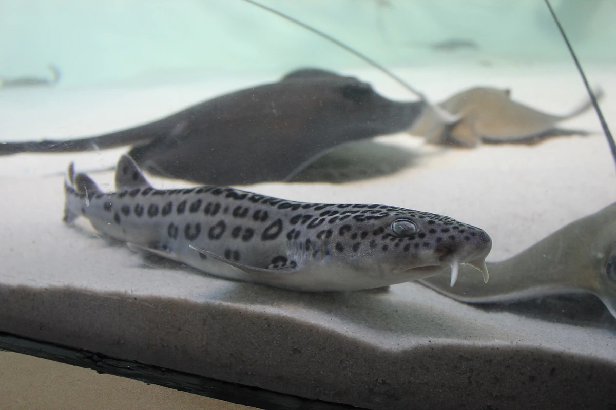 Leopard Catshark | NatureRules1 Wiki | Fandom