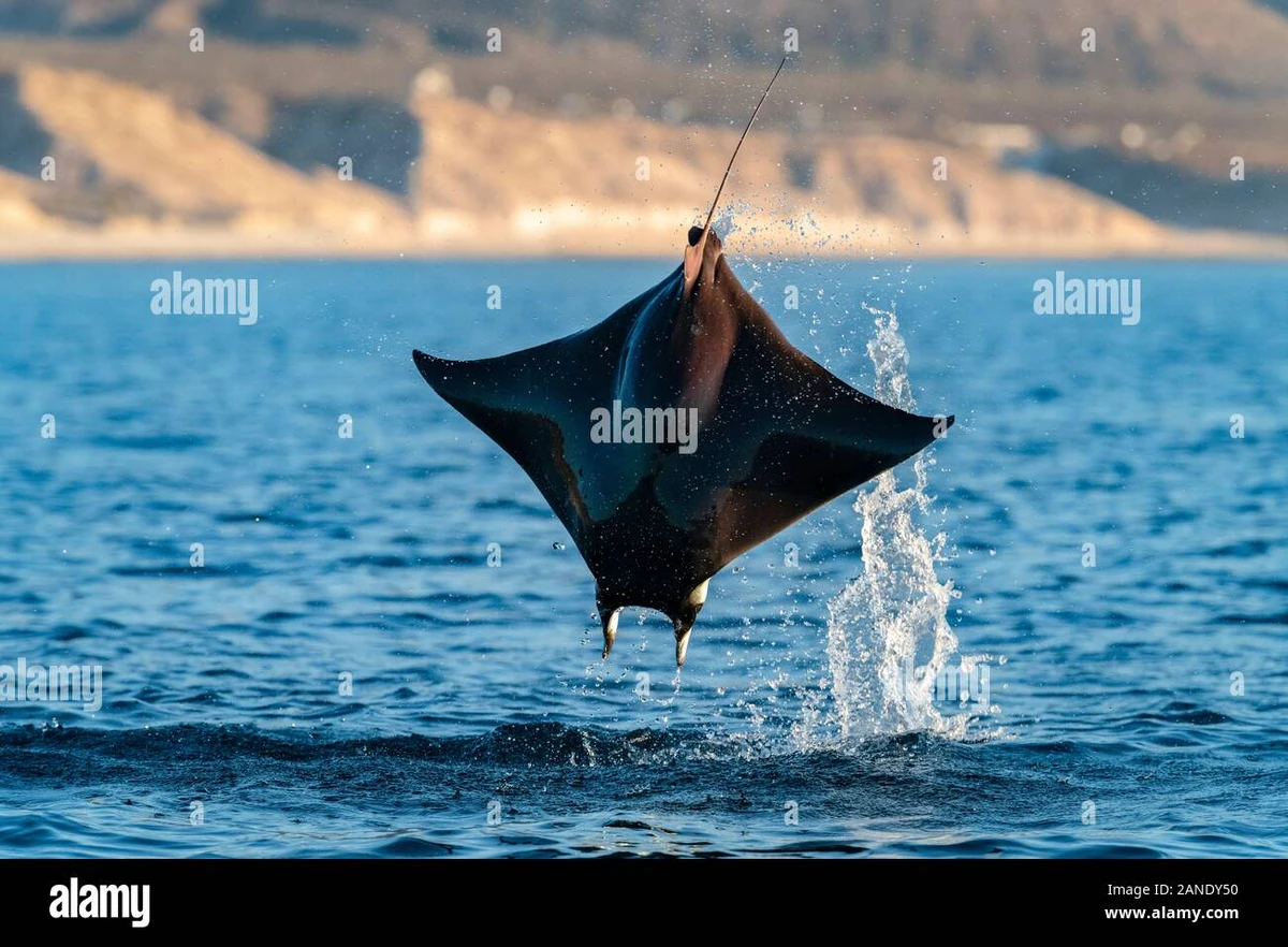 Munk's Devil Ray | NatureRules1 Wiki | Fandom