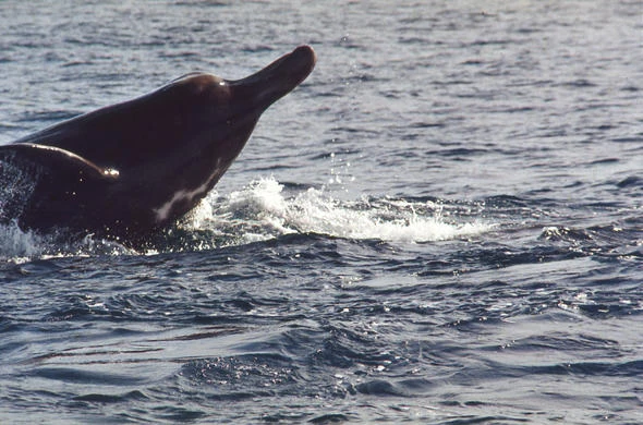 Arnoux's Beaked Whale | NatureRules1 Wiki | Fandom