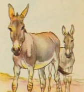 African Wild Ass | NatureRules1 Wiki | Fandom