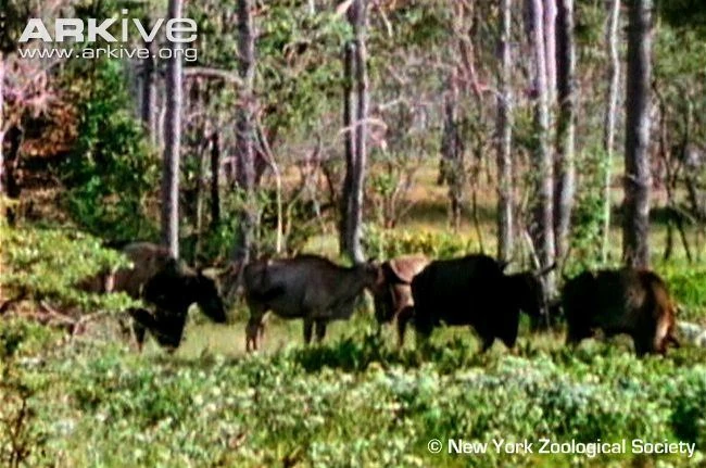 Kouprey | NatureRules1 Wiki | Fandom