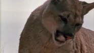 Mountain Lion | NatureRules1 Wiki | Fandom