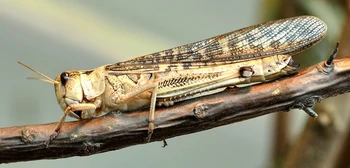 Migratory Locust | NatureRules1 Wiki | Fandom
