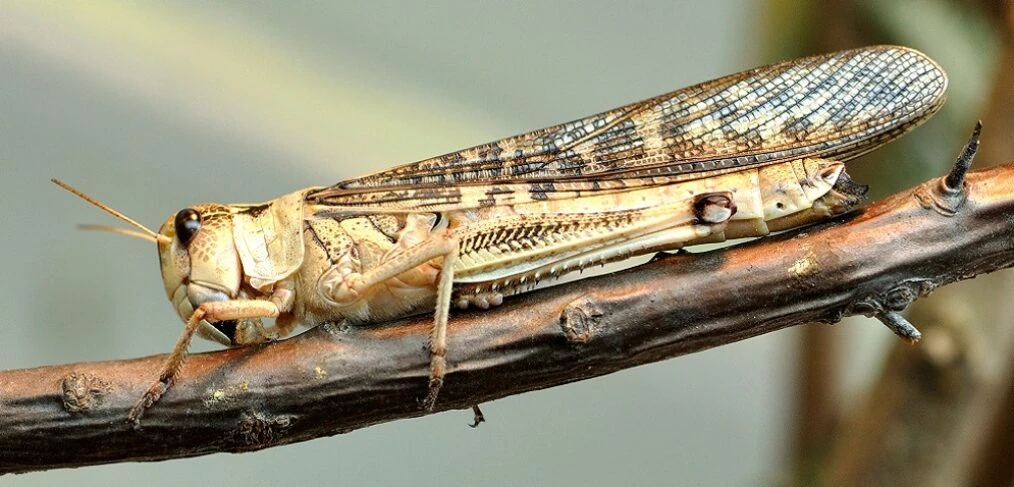 Migratory Locust | NatureRules1 Wiki | Fandom