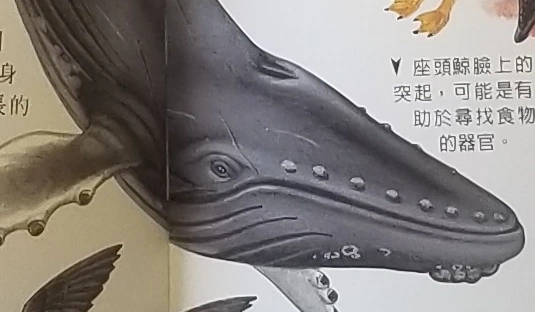 Humpback Whale/Books | NatureRules1 Wiki | Fandom