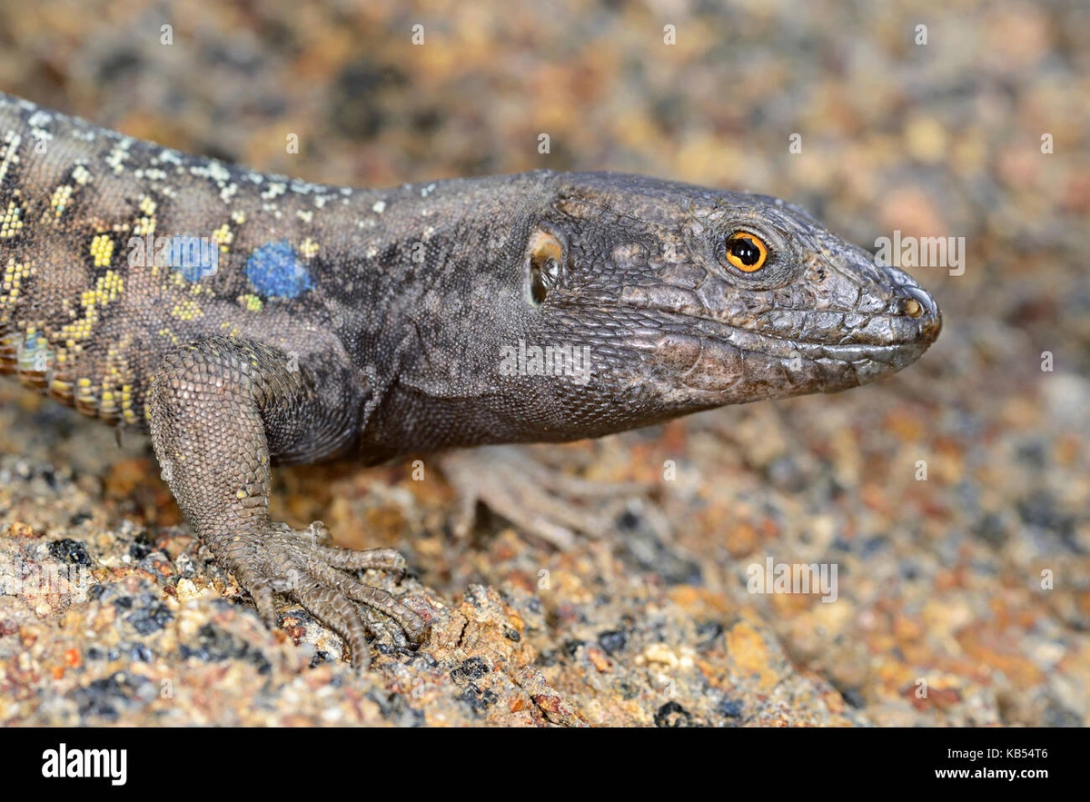 Tenerife Lizard | NatureRules1 Wiki | Fandom
