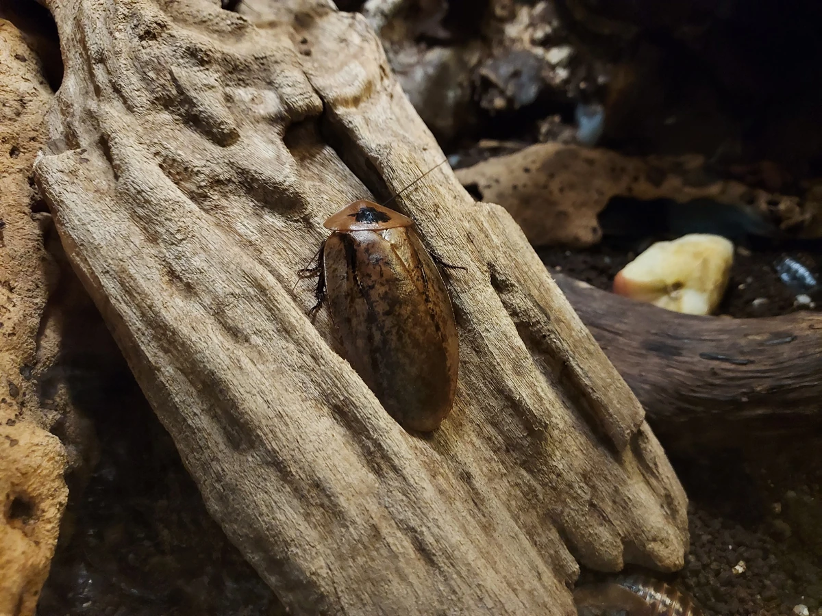 Peppered Cockroach | NatureRules1 Wiki | Fandom