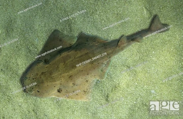 smoothback angelshark size