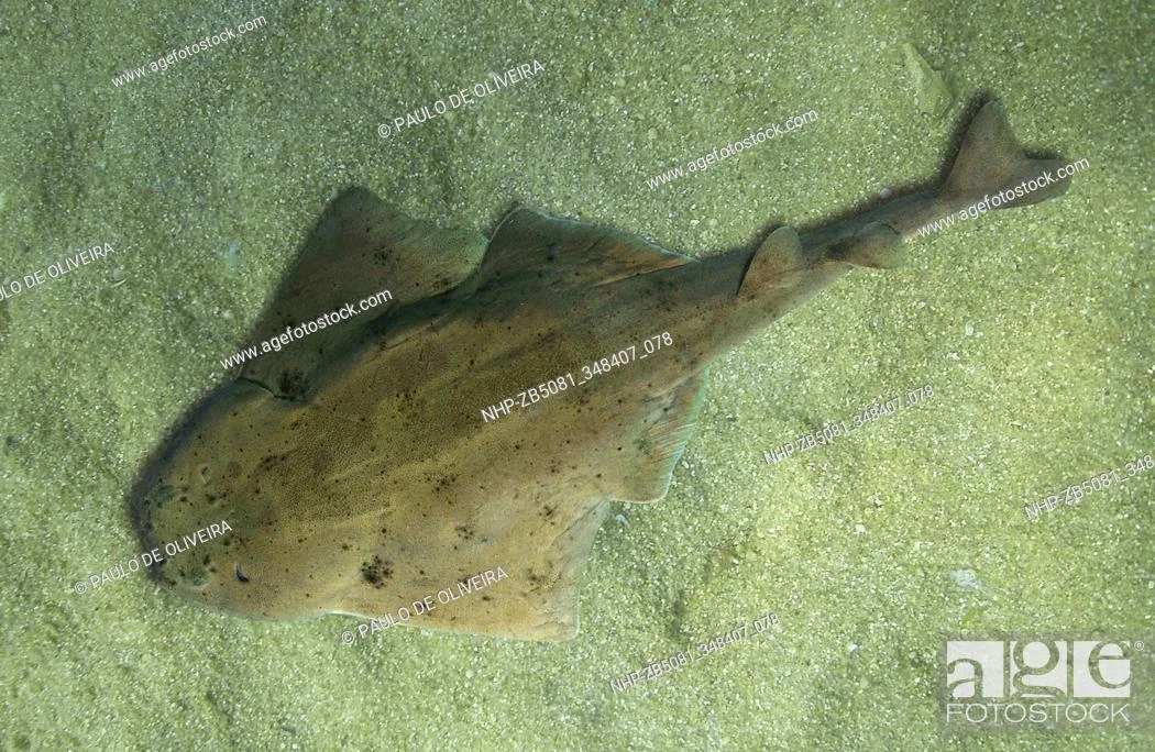 Smoothback Angelshark