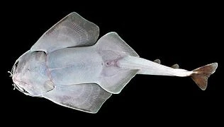 Sand Devil | NatureRules1 Wiki | Fandom