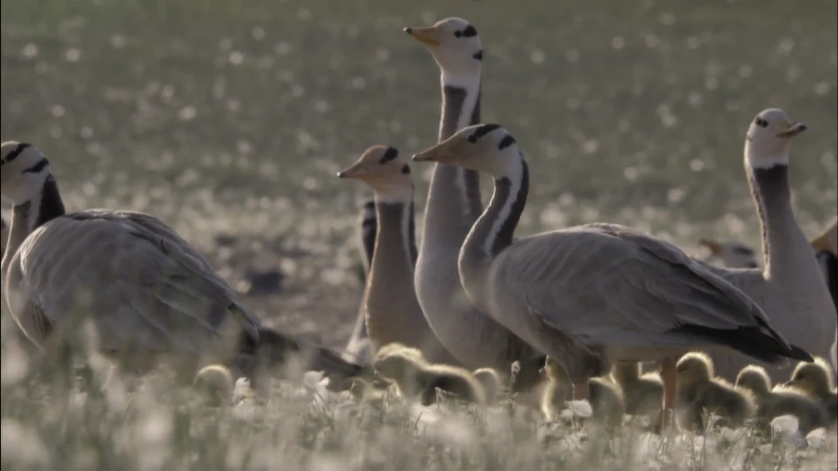 Kung Fu Panda | NatureRules1 Wiki | Fandom