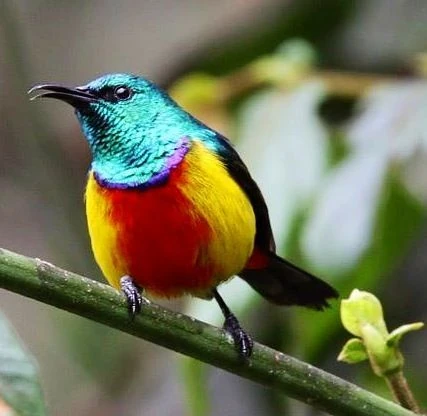 Regal Sunbird | NatureRules1 Wiki | Fandom