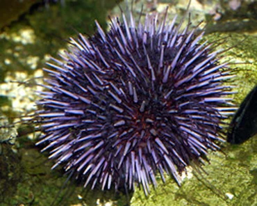 Purple Sea Urchin | NatureRules1 Wiki | Fandom