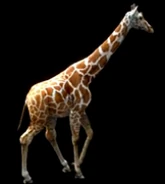 Reticulated Giraffe | NatureRules1 Wiki | Fandom