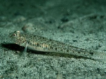 Common Goby | NatureRules1 Wiki | Fandom