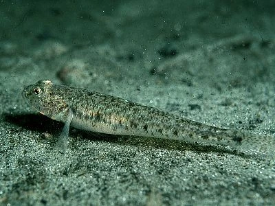 Common Goby | NatureRules1 Wiki | Fandom