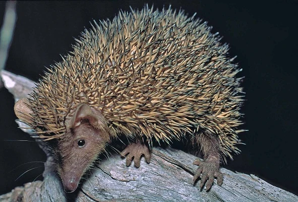 Lesser Hedgehog Tenrec | NatureRules1 Wiki | Fandom