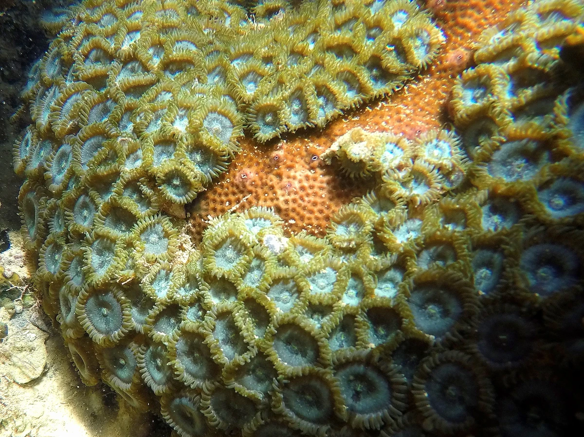 Green Sea Mat | NatureRules1 Wiki | Fandom