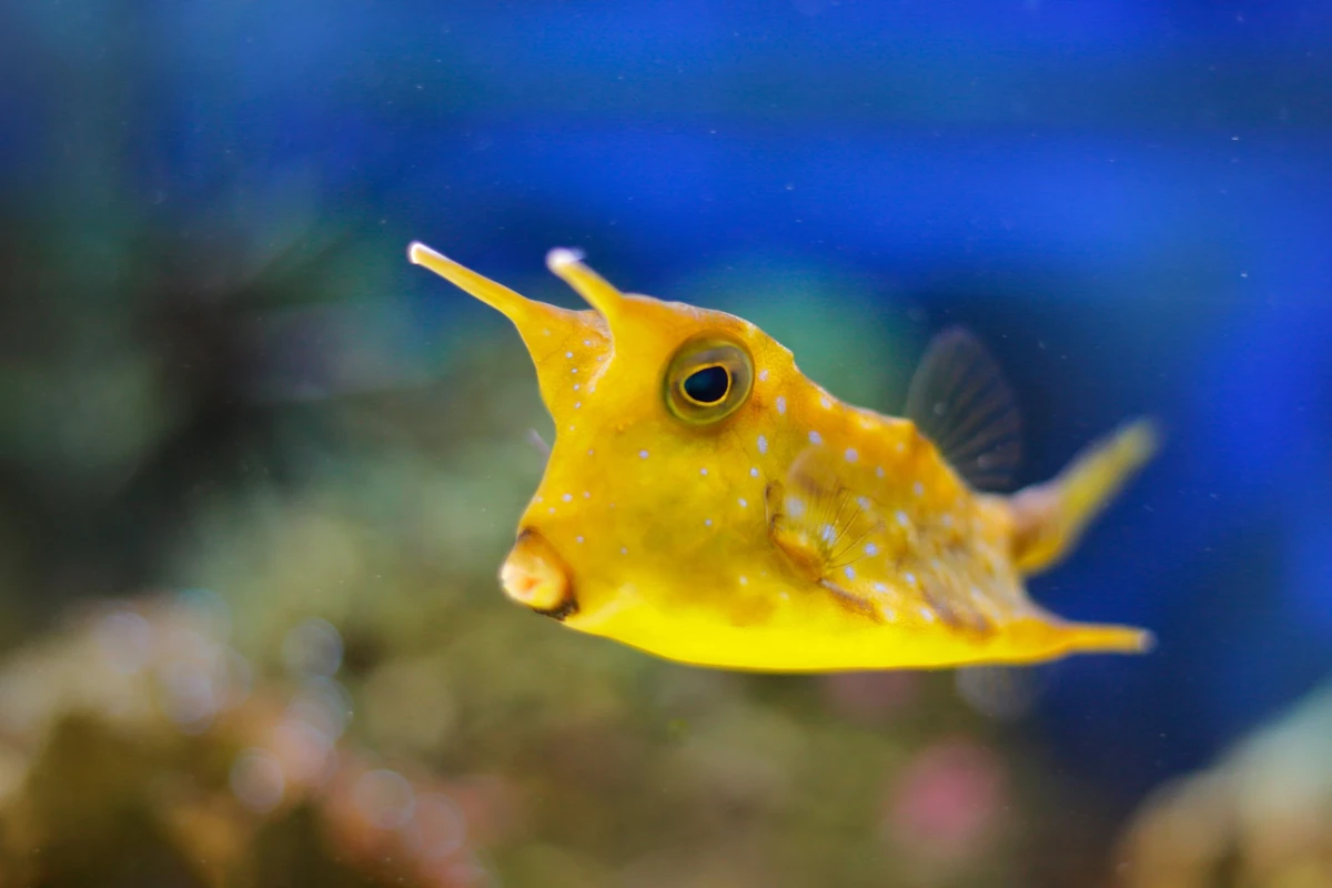 Longhorn Cowfish | NatureRules1 Wiki | Fandom