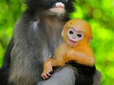 Category:Old World Monkeys | NatureRules1 Wiki | Fandom