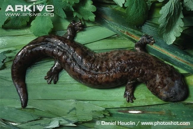 Chinese Giant Salamander | NatureRules1 Wiki | Fandom