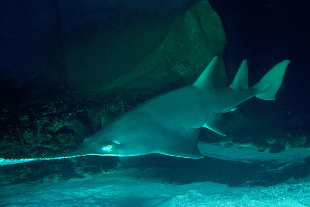 Longcomb Sawfish | NatureRules1 Wiki | Fandom