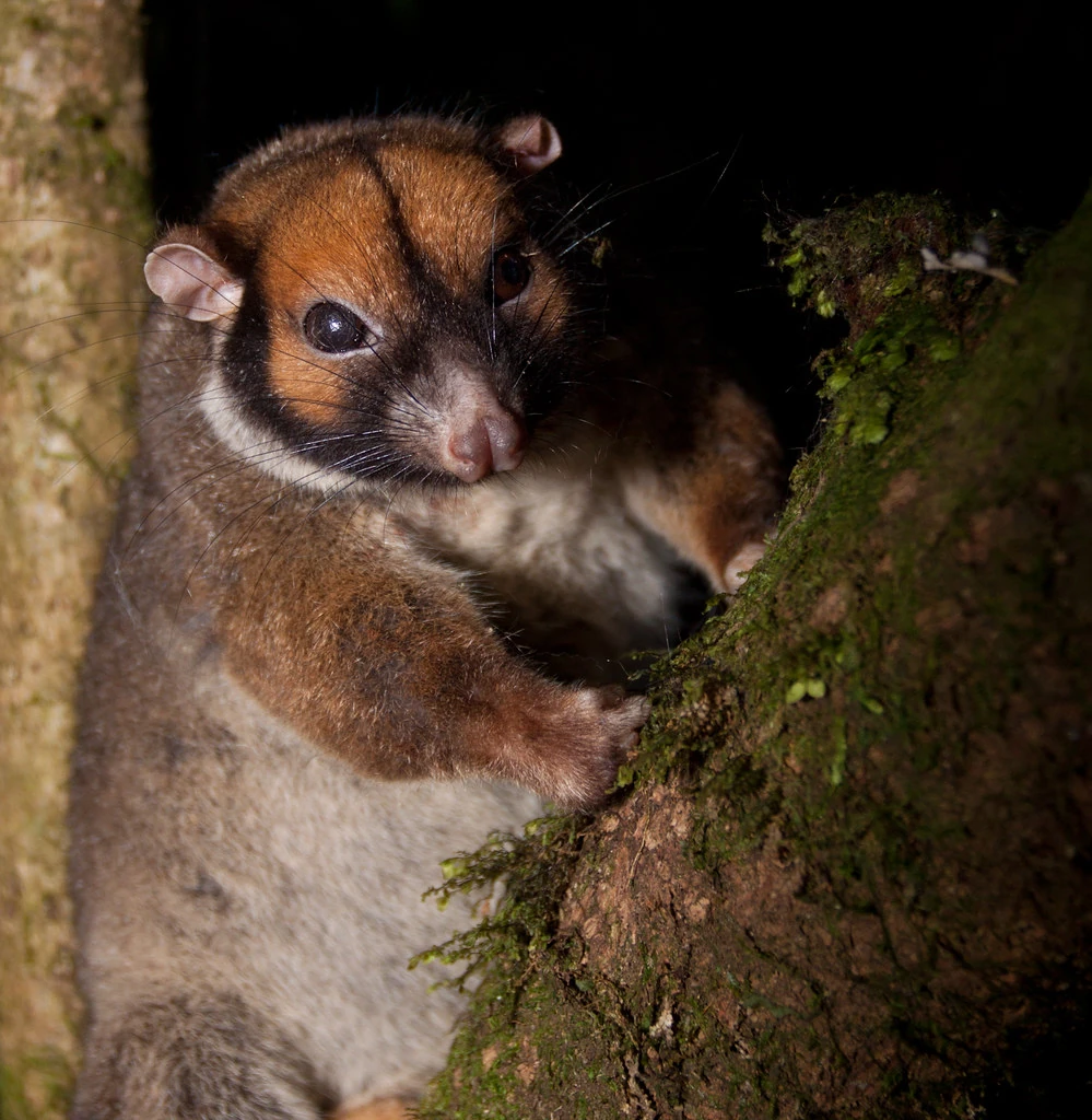 Painted Ringtail Possum | NatureRules1 Wiki | Fandom