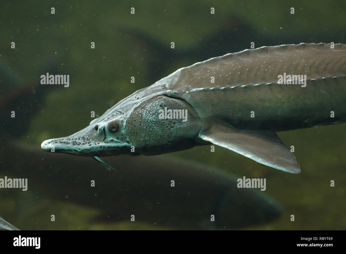 Siberian Sturgeon | NatureRules1 Wiki | Fandom