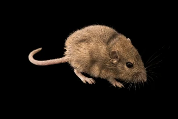 Silky Pocket Mouse | NatureRules1 Wiki | Fandom