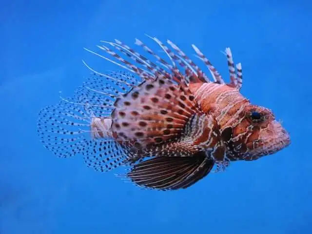 African Lionfish | NatureRules1 Wiki | Fandom