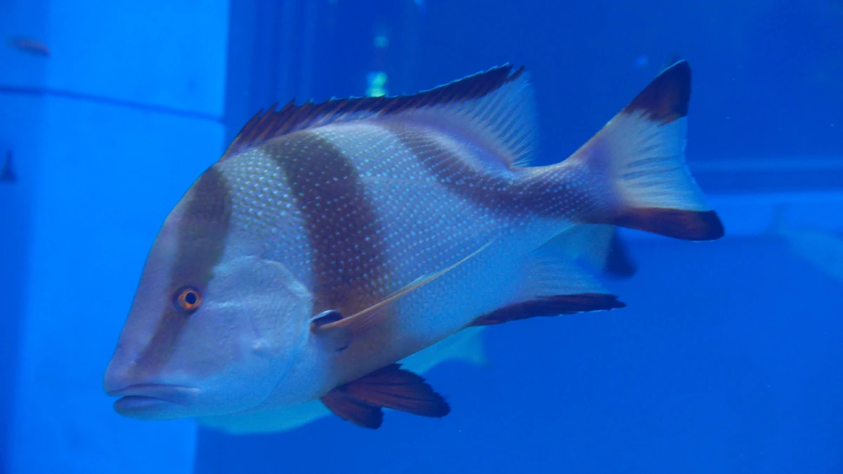 Emperor Red Snapper | NatureRules1 Wiki | Fandom