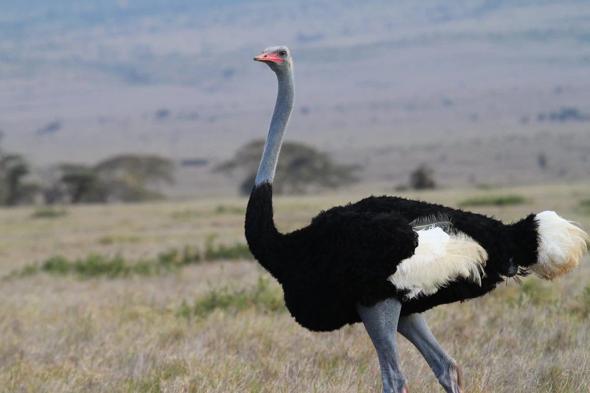 Somali Ostrich | NatureRules1 Wiki | Fandom