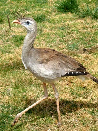 Red-legged Seriema | NatureRules1 Wiki | Fandom
