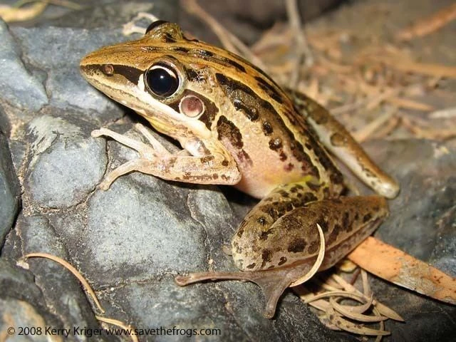 Striped Rocket Frog | NatureRules1 Wiki | Fandom