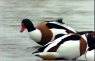 Common Shelduck | NatureRules1 Wiki | Fandom