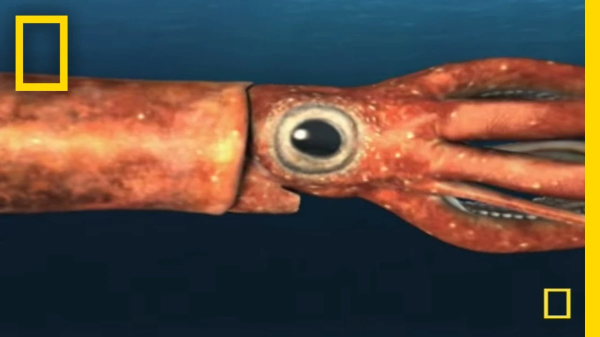 Tusoteuthis | NatureRules1 Wiki | Fandom