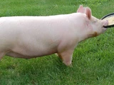 Category:Pigs and Boars | NatureRules1 Wiki | Fandom