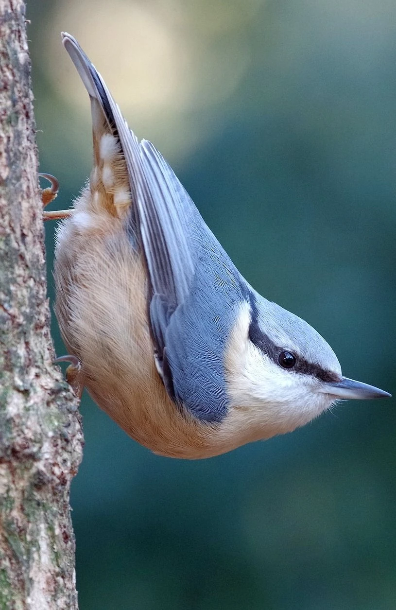 Eurasian Nuthatch | NatureRules1 Wiki | Fandom