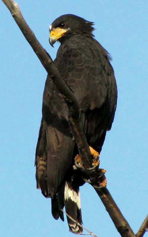 Common Black Hawk | NatureRules1 Wiki | Fandom