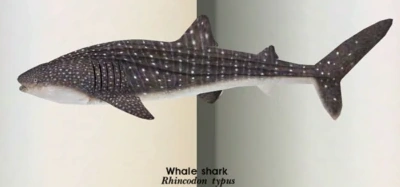 List of Species in Endless Ocean 2 Blue World | NatureRules1 Wiki | Fandom