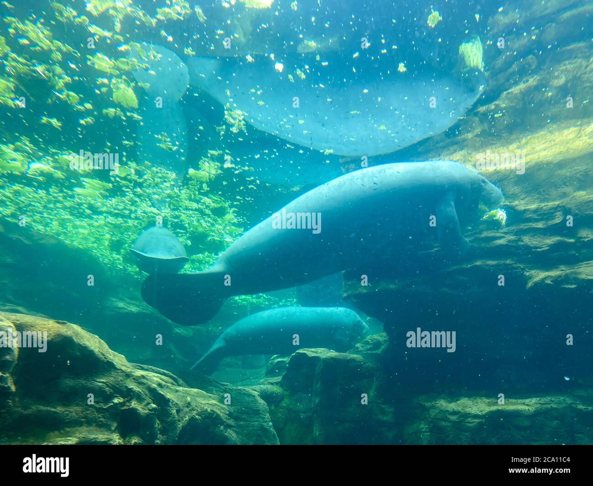 Florida Manatee | NatureRules1 Wiki | Fandom