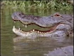 100 Most Feared Creatures Animals Alphabet | NatureRules1 Wiki | Fandom