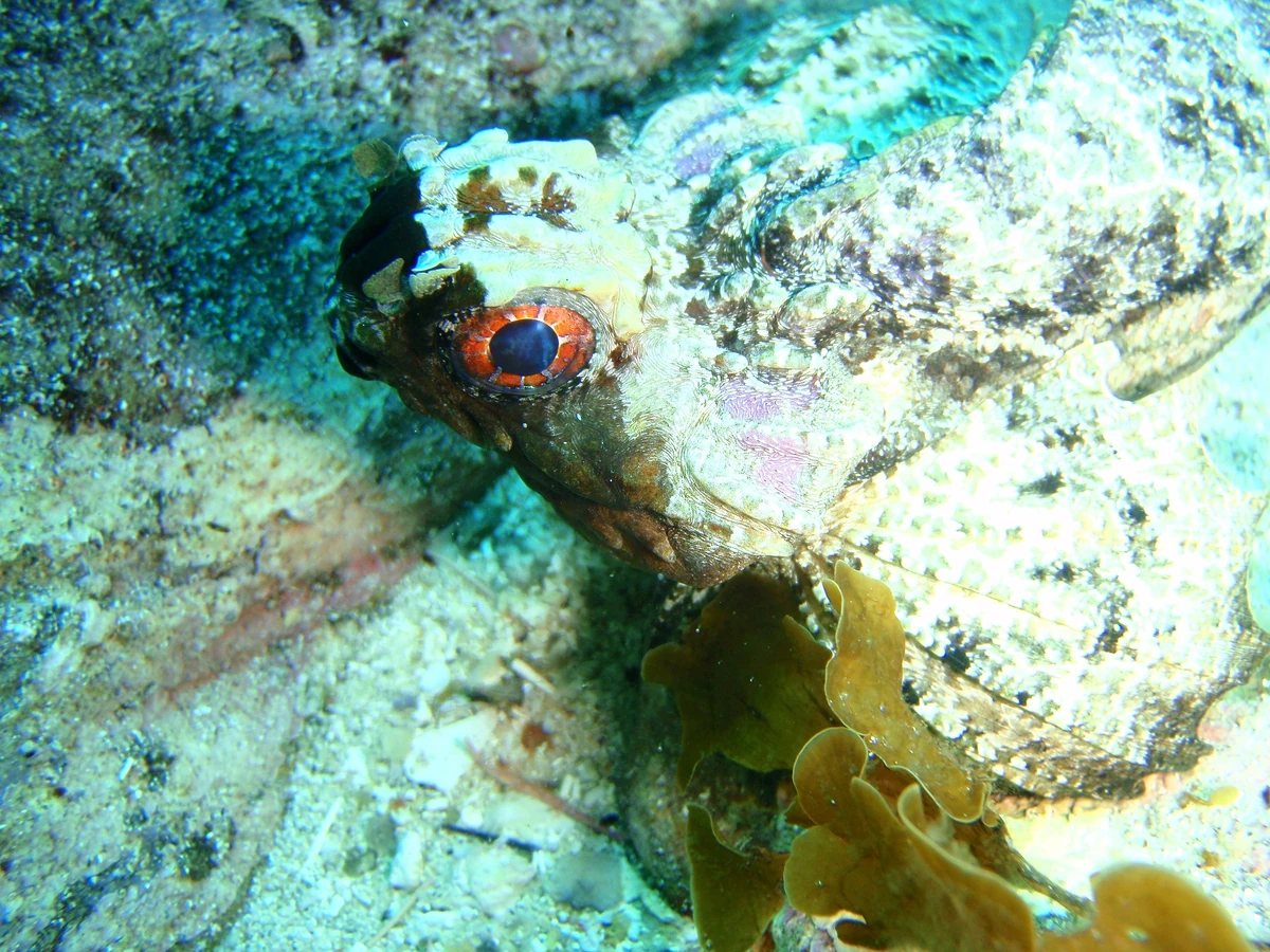 Goblinfish | NatureRules1 Wiki | Fandom