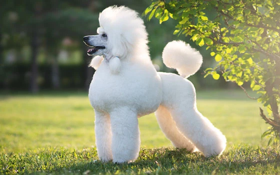 White Standard Show Poodle