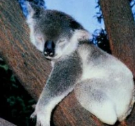 Bindi the Jungle Girl | NatureRules1 Wiki | Fandom