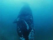 Southern Right Whale | NatureRules1 Wiki | Fandom