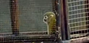 Guianan Squirrel Monkey | NatureRules1 Wiki | Fandom