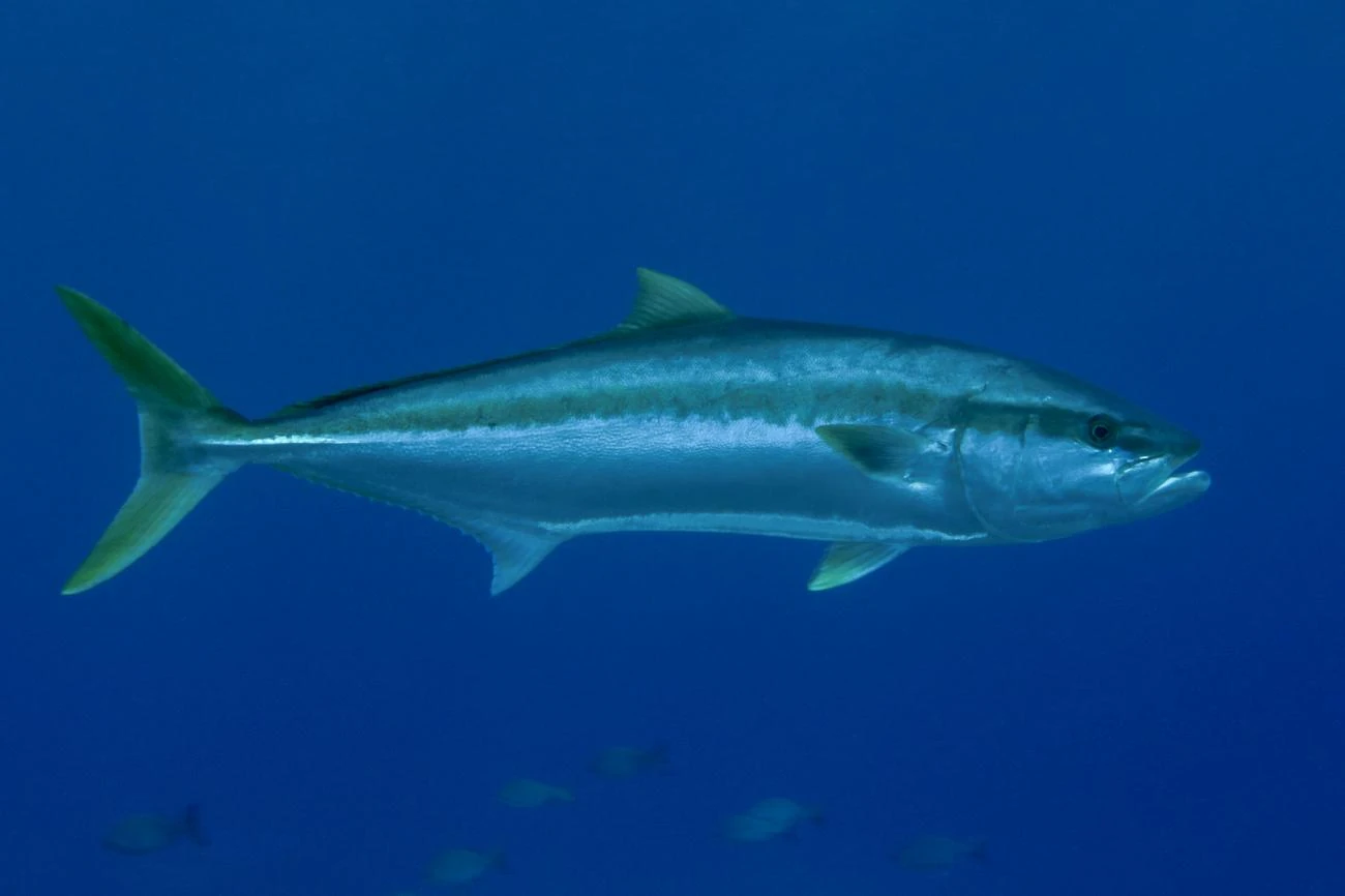 Yellowtail Amberjack