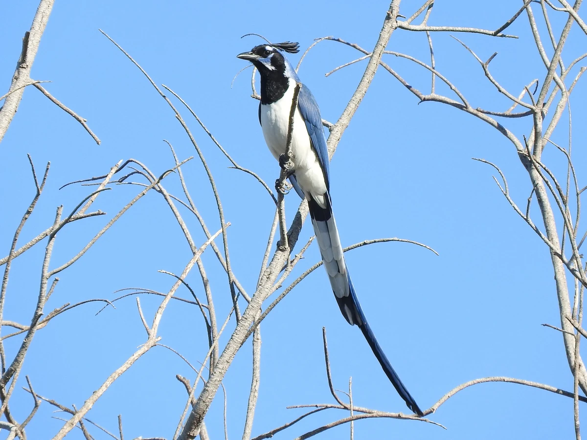 Black-throated Magpie-jay | NatureRules1 Wiki | Fandom