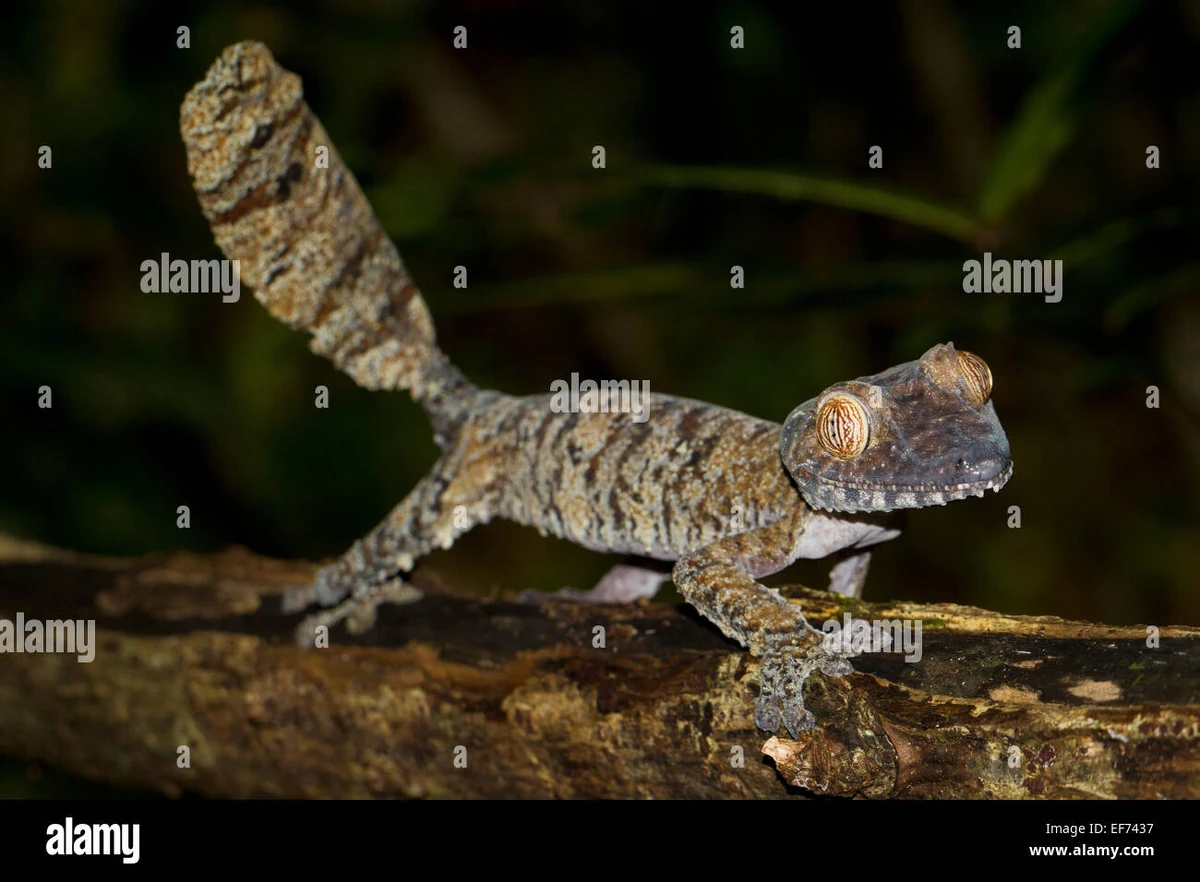Common Flat-tail Gecko | NatureRules1 Wiki | Fandom
